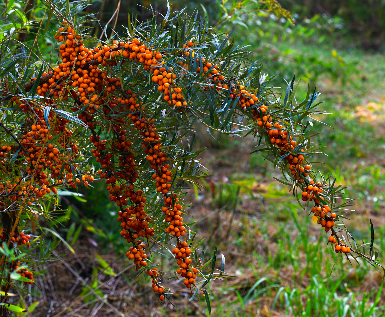 Sea buckthorn: A boreal superfood – VĀHANA